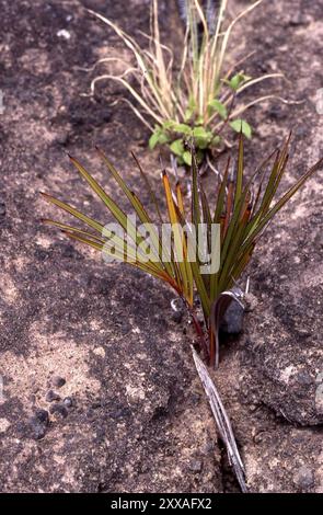 blue latan palm (Latania loddigesii) Plantae Stock Photo - Alamy