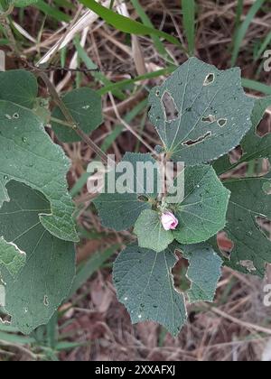 Caesar weed (Urena lobata), Plantae, Carretera Central de Montaña ...