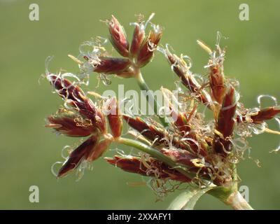 Purple nutsedge (Cyperus rotundus) Plantae Stock Photo - Alamy