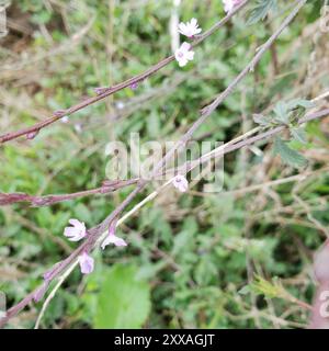 Mint Vervain (Verbena menthifolia) Plantae Stock Photo - Alamy