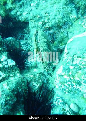 Spiny Fan Mussel (Pinna rudis) Mollusca Stock Photo - Alamy