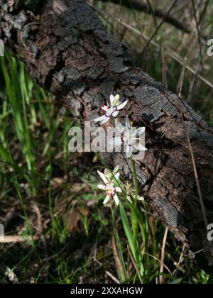 Early Nancy (Wurmbea dioica) Plantae Stock Photo - Alamy