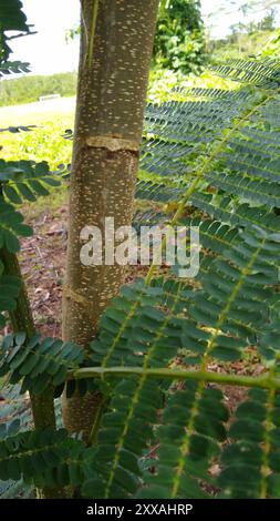 Molucca Albizia (Falcataria falcata) Plantae Stock Photo - Alamy