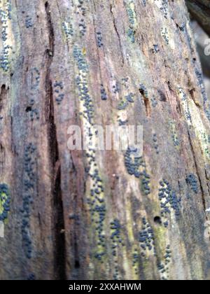 (Rosellinia subiculata) Fungi Stock Photo - Alamy