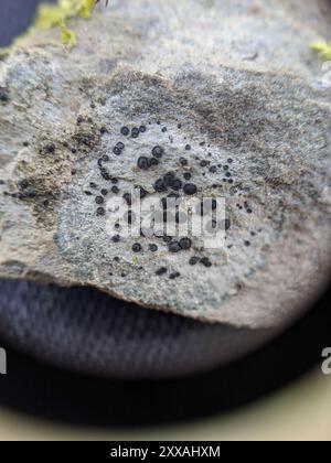 concentric boulder lichen (Porpidia crustulata) Fungi Stock Photo - Alamy