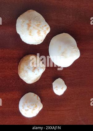 Atlantic bittersweet clam (Glycymeris undata) Mollusca Stock Photo - Alamy