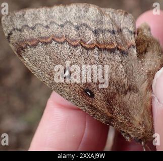 Urticating Anthelid (Anthela nicothoe Stock Photo - Alamy