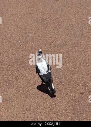 Southwestern Australian Magpie (Gymnorhina tibicen dorsalis) Aves Stock ...