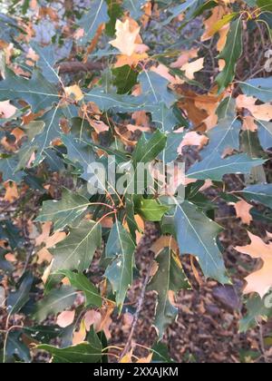 Chisos Red Oak Quercus gravesii Big Bend National Park Texas United ...