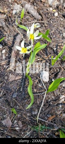 Purple Fawn Lily (Erythronium purpurascens) Plantae Stock Photo - Alamy
