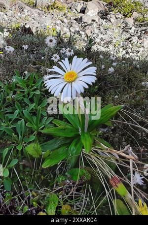 Cotton daisy (Celmisia spectabilis) Plantae Stock Photo - Alamy