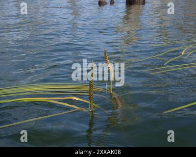 Water Ribbons (Cycnogeton procerum) Plantae Stock Photo - Alamy