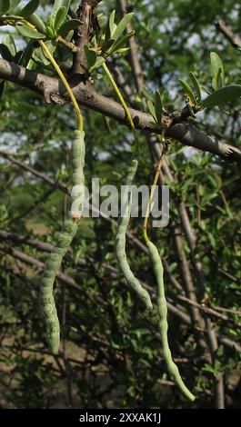 Grey-Leaved Worm Bush (Cadaba termitaria) Plantae Stock Photo - Alamy