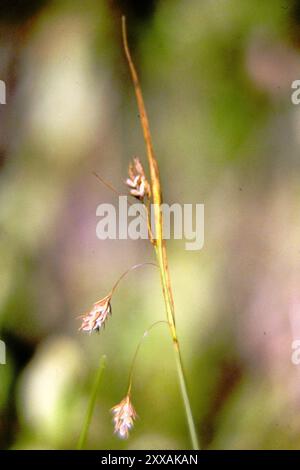 Tall Bog-sedge (Carex magellanica) Plantae Stock Photo - Alamy