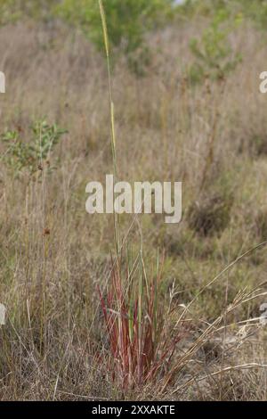 African bristlegrass (Setaria sphacelata), Plantae, Southeast Outer ...