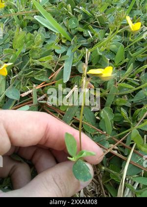 Rabbitbells (Crotalaria rotundifolia) Plantae Stock Photo - Alamy
