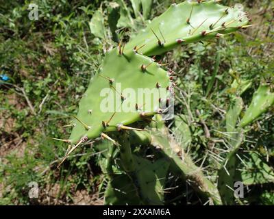 Drooping Pricklypear (Opuntia monacantha) Plantae Stock Photo - Alamy