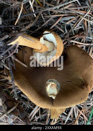 (Cystoderma carcharias fallax) Fungi Stock Photo - Alamy