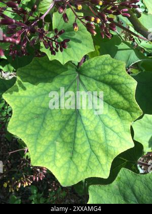 velvet groundsel (Roldana petasitis) Plantae Stock Photo - Alamy