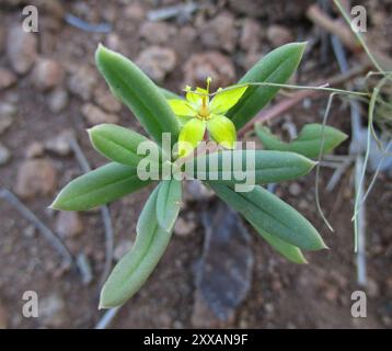 (Talinum tenuissimum) Plantae Stock Photo - Alamy