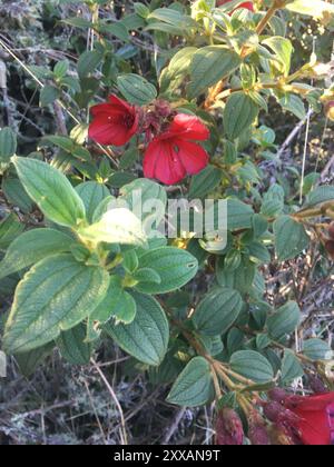 Red Princess Flower (Chaetogastra grossa) Plantae Stock Photo - Alamy