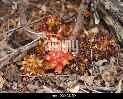 Yellow Cytinus (Cytinus hypocistis) Plantae Stock Photo - Alamy