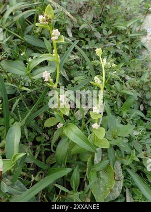 Malabar spinach (Basella alba), Plantae, 台灣雲林縣 Stock Photo - Alamy