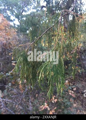 Weeping Juniper (Juniperus flaccida) Plantae Stock Photo - Alamy