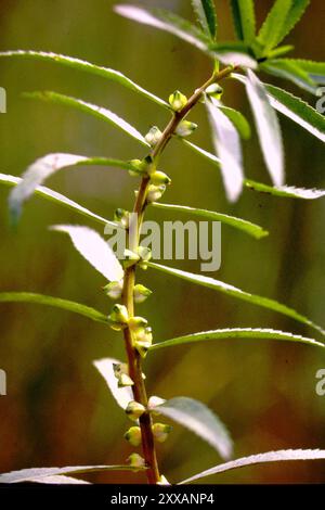 marsh mermaidweed (Proserpinaca palustris) Plantae Stock Photo - Alamy