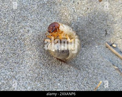 Large Sand Scarab (Pericoptus truncatus) Insecta Stock Photo - Alamy