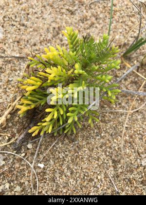 (Senecio platensis) Plantae Stock Photo - Alamy