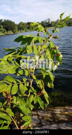 river koko (Inga vera), Plantae, 26WW+XQ, Guanare 3350, Portuguesa ...