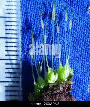 funaria moss (Funaria flavicans) Plantae Stock Photo - Alamy