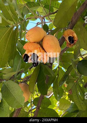 Ackee (Blighia sapida) Plantae Stock Photo - Alamy