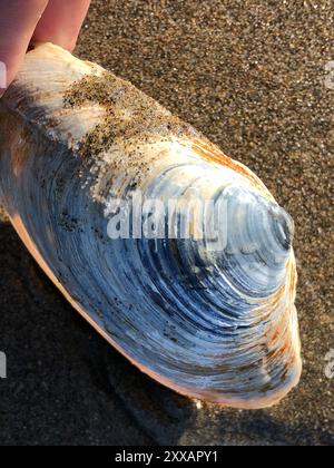 Dish Surfclam (Mactromeris catilliformis) Mollusca Stock Photo - Alamy