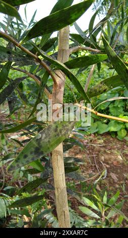 Earpod Wattle (Acacia auriculiformis) Plantae Stock Photo - Alamy