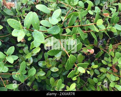 (Daphnopsis racemosa) Plantae Stock Photo - Alamy
