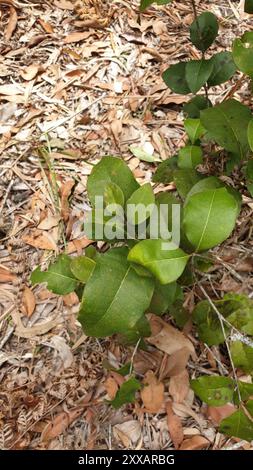 forest olive (Notelaea ovata) Plantae Stock Photo - Alamy