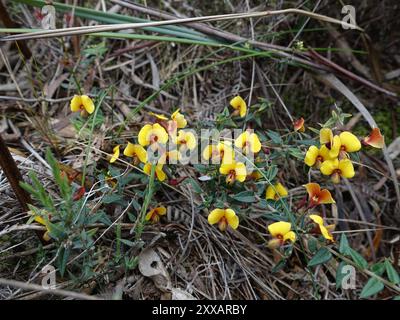 Showy Bossiaea (Bossiaea cinerea) Plantae Stock Photo - Alamy