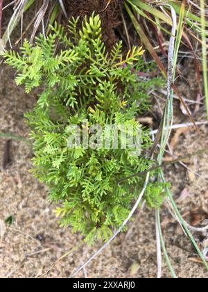 (Senecio platensis) Plantae Stock Photo - Alamy