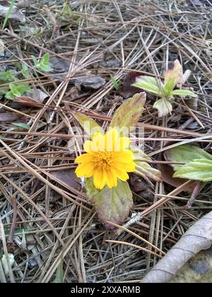 trailing daisy (Sphagneticola trilobata) Plantae Stock Photo - Alamy