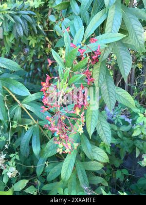 Turk's Turban (Clerodendrum indicum) Plantae Stock Photo - Alamy