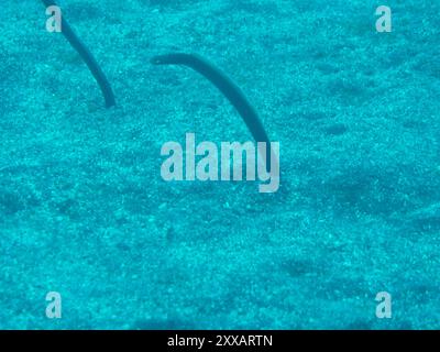 Brown Garden Eel (Heteroconger longissimus) Actinopterygii Stock Photo ...