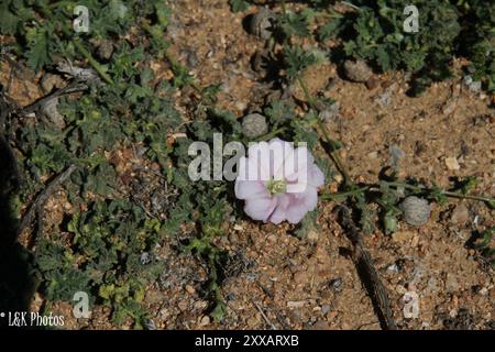 Cape Bindweed (Convolvulus capensis) Plantae Stock Photo - Alamy