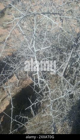 lotebush (Condaliopsis obtusifolia) Plantae Stock Photo - Alamy