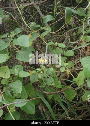 sea daisy (Wollastonia biflora) Plantae Stock Photo - Alamy