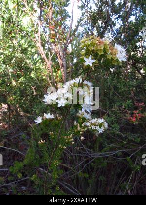Fringe Myrtle (Calytrix tetragona) Plantae Stock Photo - Alamy