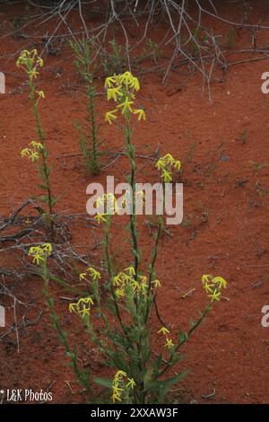 Finger Phloxes (Manulea) Plantae Stock Photo - Alamy