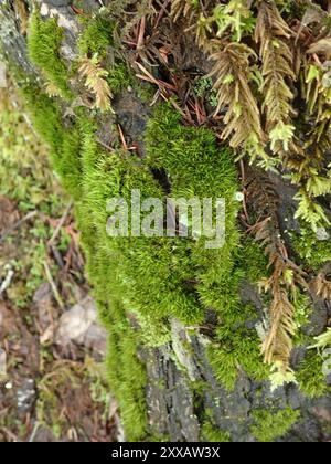 Fragile Fork-moss (Dicranum tauricum) Plantae Stock Photo - Alamy