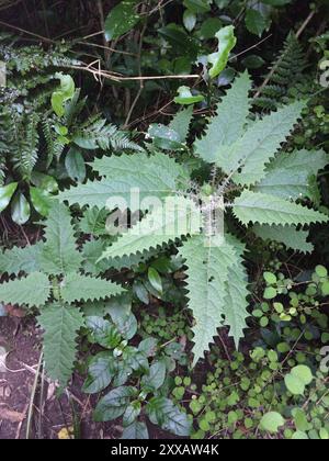 Tree Nettle (Urtica ferox) Plantae Stock Photo - Alamy